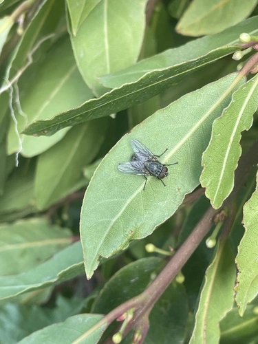 False Stable Fly | Record | DigitalNZ