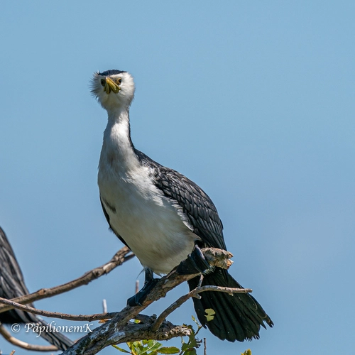 Little Shag | Record | DigitalNZ