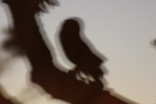 Morepork | Record | DigitalNZ