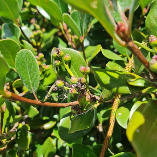 Sexton's Bride | Record | DigitalNZ