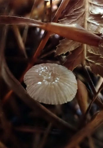 Bonnets | Record | DigitalNZ