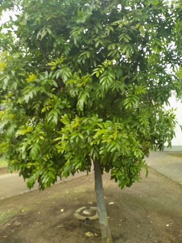 Alectryon | Record | DigitalNZ