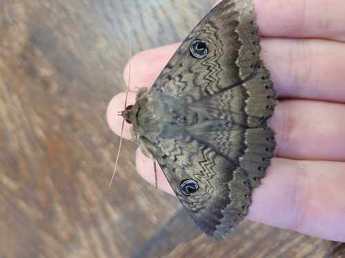 Northern wattle moth | Record | DigitalNZ