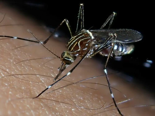 Aedes notoscriptus | Record | DigitalNZ