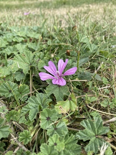 Common Mallow | Record | DigitalNZ