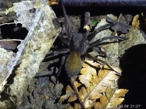 Large Brown Vagrant Spider | Record | DigitalNZ