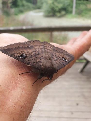 Northern wattle moth | Record | DigitalNZ