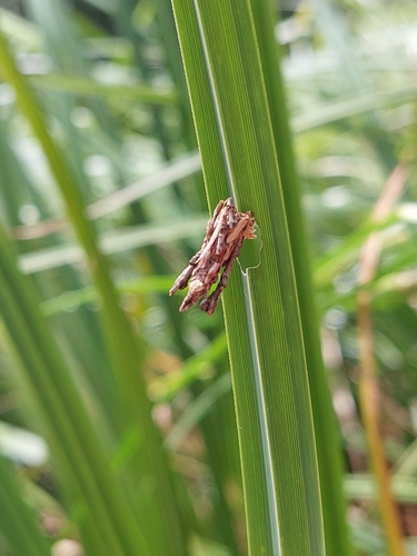 Common Bag Moth | Record | DigitalNZ