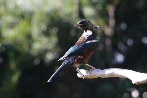 Mainland Tui | Record | DigitalNZ