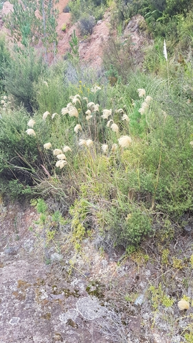 Himalayan fairy grass | Record | DigitalNZ