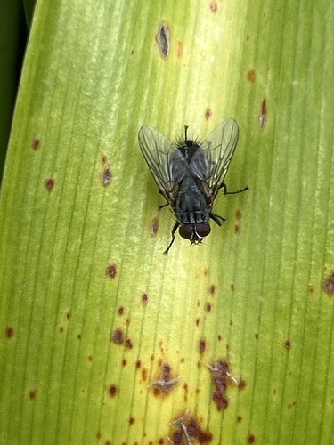 False Stable Fly | Record | DigitalNZ
