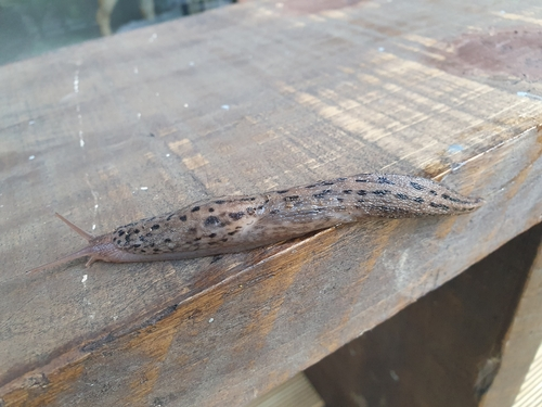 Leopard Slug | Record | DigitalNZ