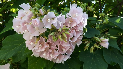 Pinball / Scarlet Dombeya | Record | DigitalNZ