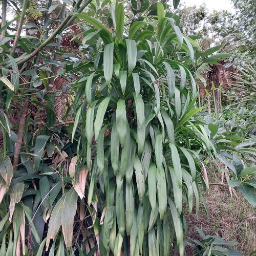 cabbage trees and allies | Record | DigitalNZ