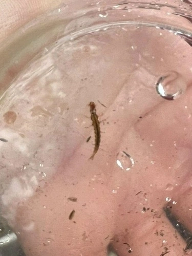 Caddisflies | Record | DigitalNZ