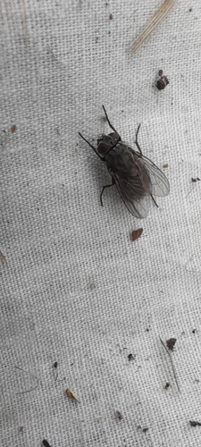 False Stable Fly | Record | DigitalNZ