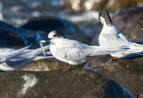 White-fronted Tern | Record | DigitalNZ