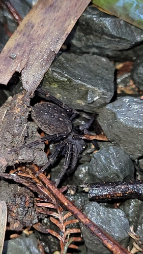 Vagrant Spiders | Record | DigitalNZ