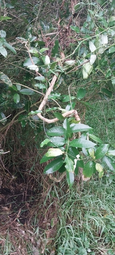 Moth Vine | Record | DigitalNZ