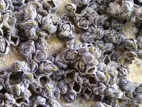 Beaked Barnacle | Record | DigitalNZ