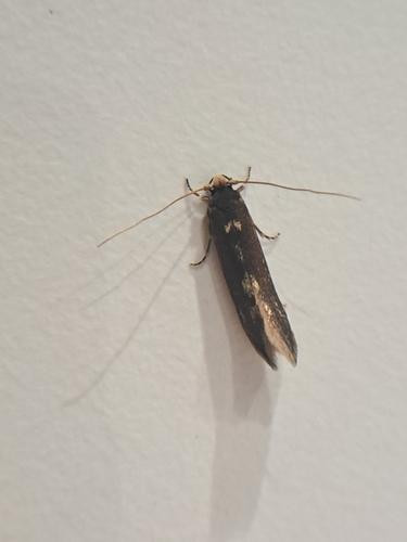 Detritus Moth | Record | DigitalNZ