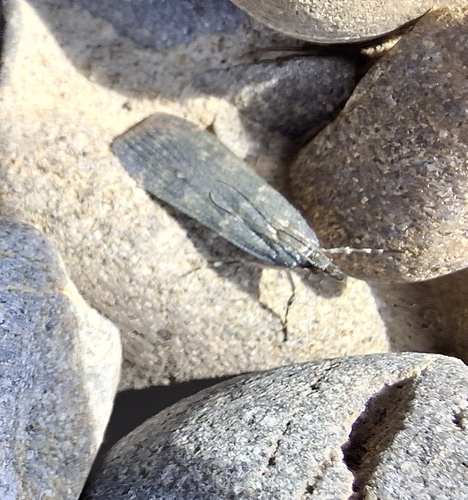 Stone Moth | Record | DigitalNZ