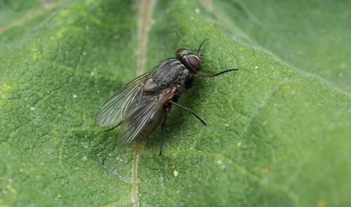 False Stable Fly | Record | DigitalNZ