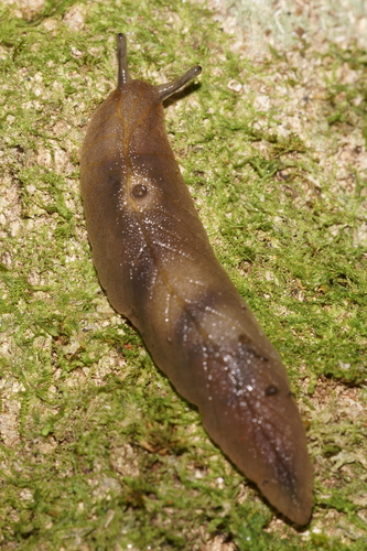 Leaf-veined Slugs | Record | DigitalNZ