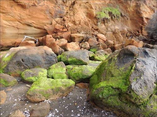 Ulva clathrata | Record | DigitalNZ