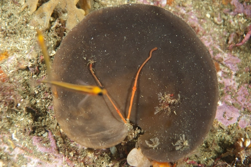 Otago Acorn Worm | Record | DigitalNZ