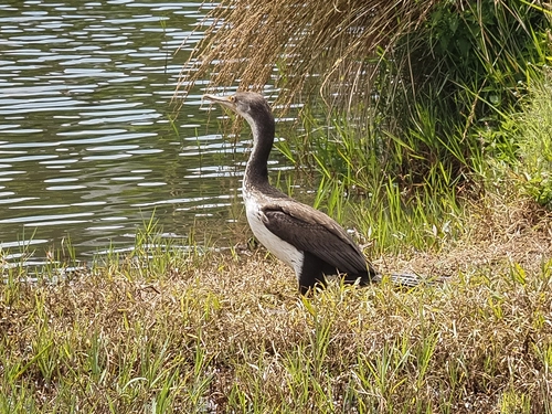 Kāruhiruhi (Pied Shag) | Record | DigitalNZ