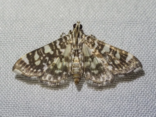 Swan plant flower moth | Record | DigitalNZ
