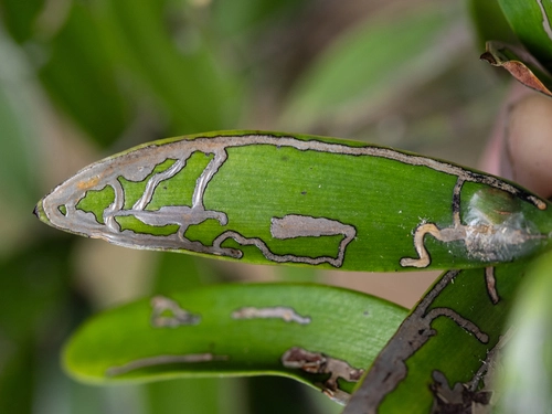 Kauri Leafminer | Record | DigitalNZ