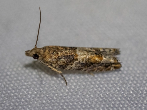 Cotton Tipworm Moth | Record | DigitalNZ