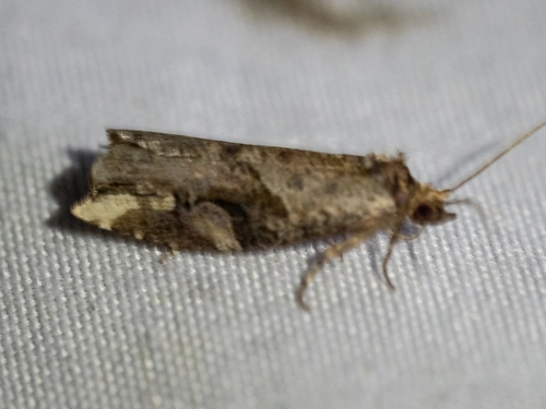 Sharp-Tipped Bell Moth | Record | DigitalNZ