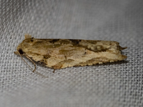 Sharp-Tipped Bell Moth | Record | DigitalNZ