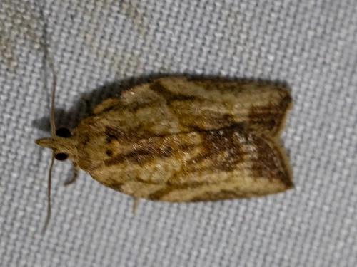 Light Brown Apple Moth | Record | DigitalNZ