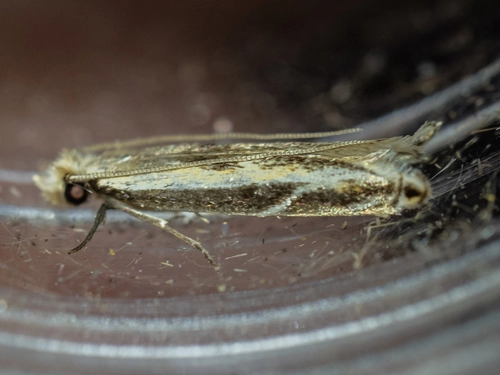 Erechthias terminella | Record | DigitalNZ