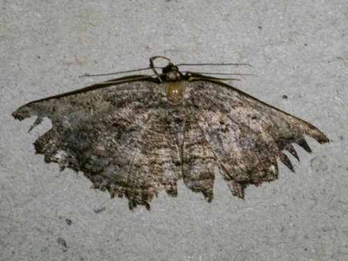 Lesser brown evening moth | Record | DigitalNZ