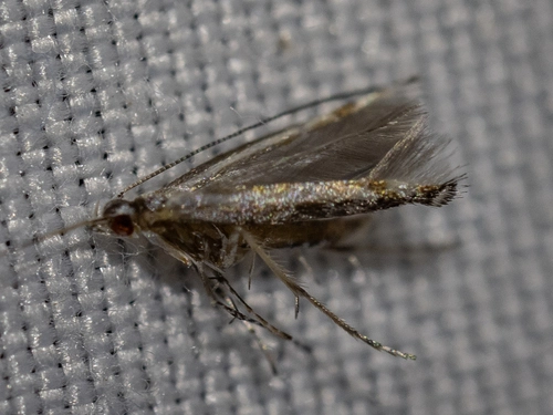 Leaf Blotch Miner Moths | Record | DigitalNZ
