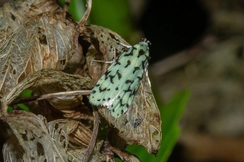Green lichen tuft moth | Record | DigitalNZ