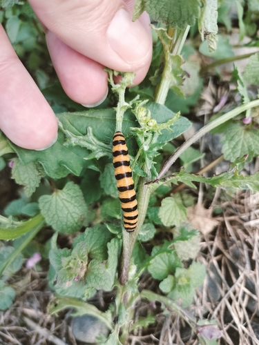 Cinnabar moth | Record | DigitalNZ