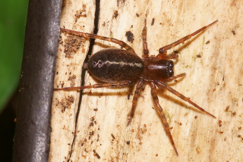 Typical Spiders | Record | DigitalNZ