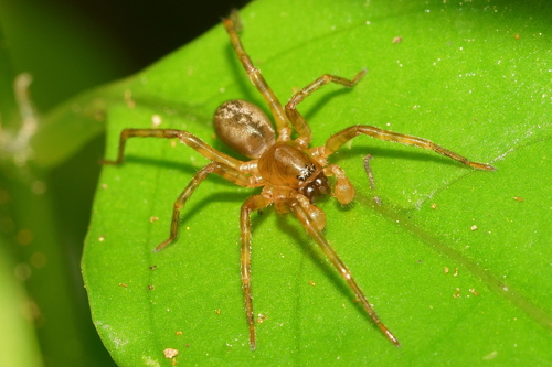 Typical Spiders | Record | DigitalNZ