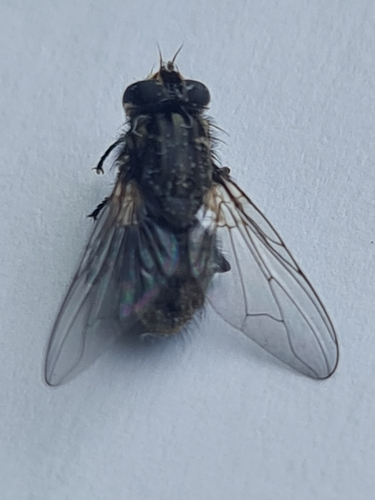 Stable Fly | Record | DigitalNZ