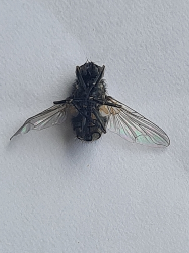 Stable Fly | Record | DigitalNZ