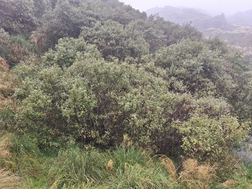 Hohere | Record | DigitalNZ