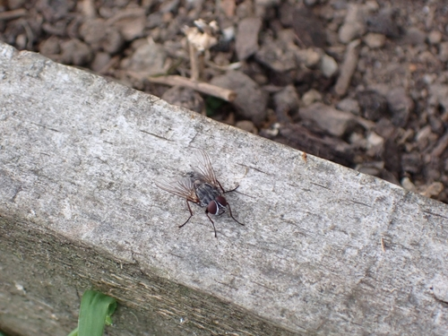 False Stable Fly | Record | DigitalNZ