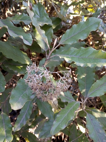 Tanguru | Record | DigitalNZ