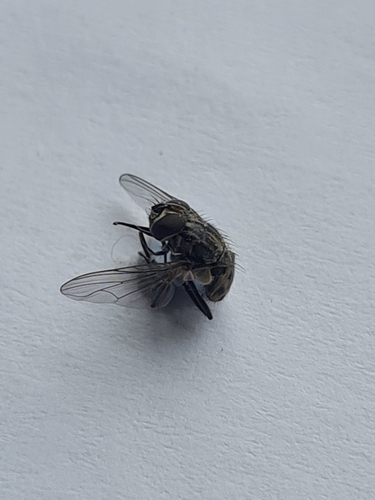 Stable Fly | Record | DigitalNZ